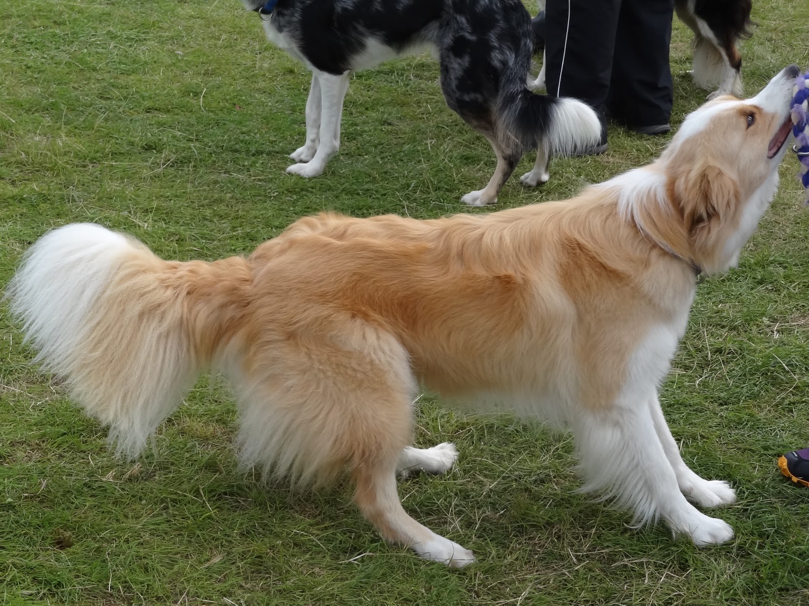 Matron's Dogblog: Border Collies