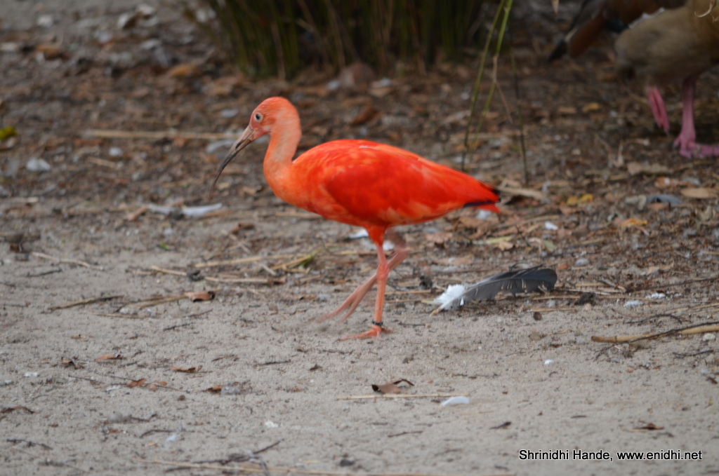 Red Ibis bird at Berlin Zoo (Scarlet Ibis) - eNidhi India Travel Blog