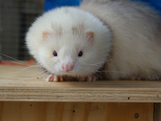 Lady_Felin: Chapter1 : What you need to know about Ferrets เฟอเรทคือ???