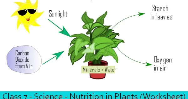 CBSE Papers Questions Answers MCQ Class 7 Science Chapter 1 Nutrition In Plants cbse-papers-questions-answers-mcq-class-7-science-chapter-1-nutrition-in-plants