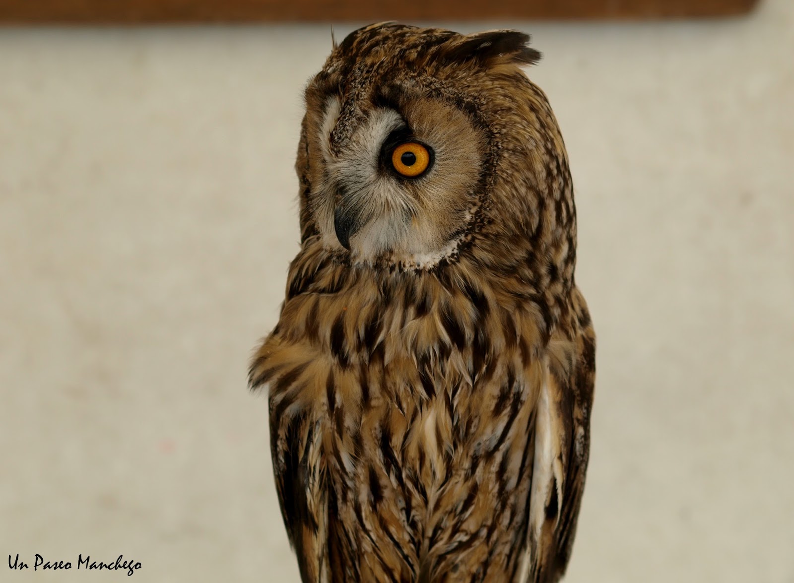 Un Paseo Manchego: Búho chico; Asio otus.