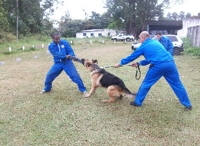 Nitiê Students: Conheça o Canil da Polícia Militar