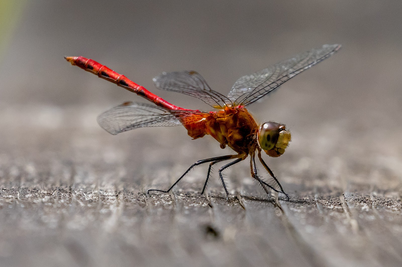 Ruby meadowhawk dragonfly