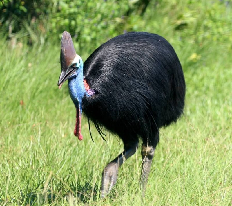 DIFERENTES CULTURAS: EL CASUARIO