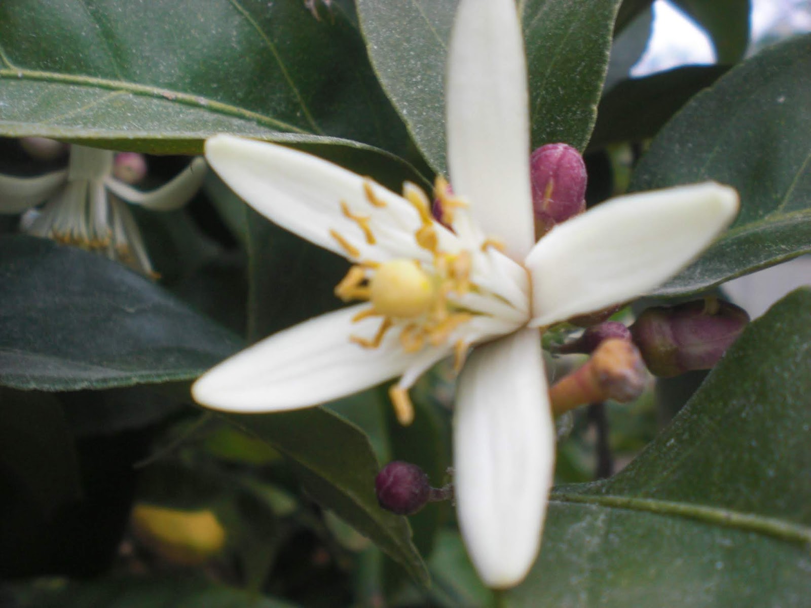 Perfumes y luces de Extremadura: Flor de limonero.