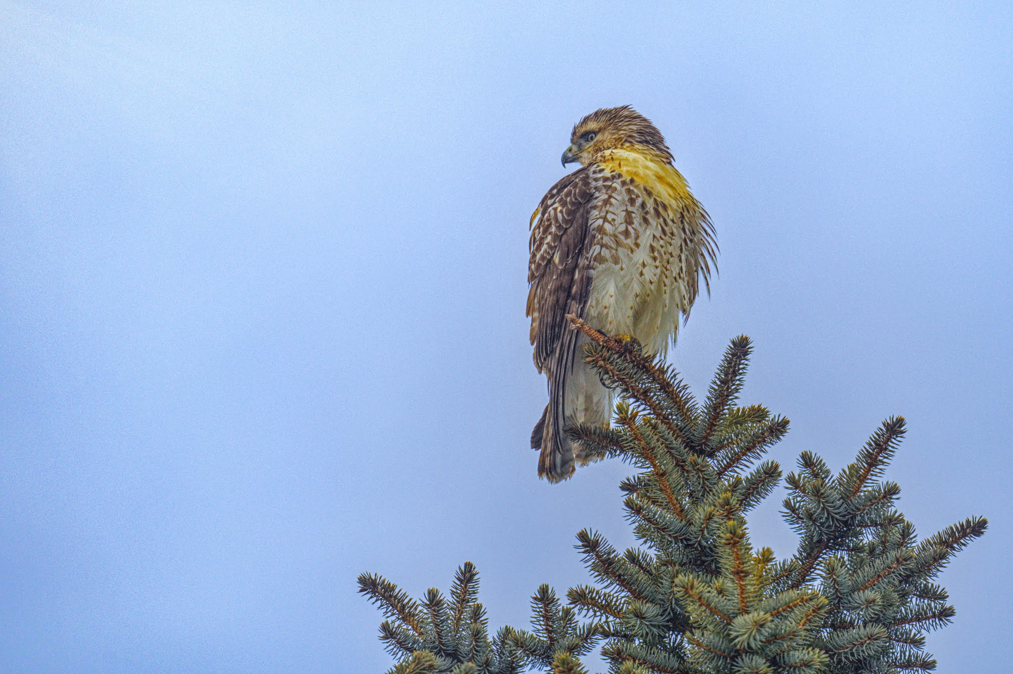 Den'sphotogallery: A "Wicked" Week Watching Hawks in Southern New Hampshire