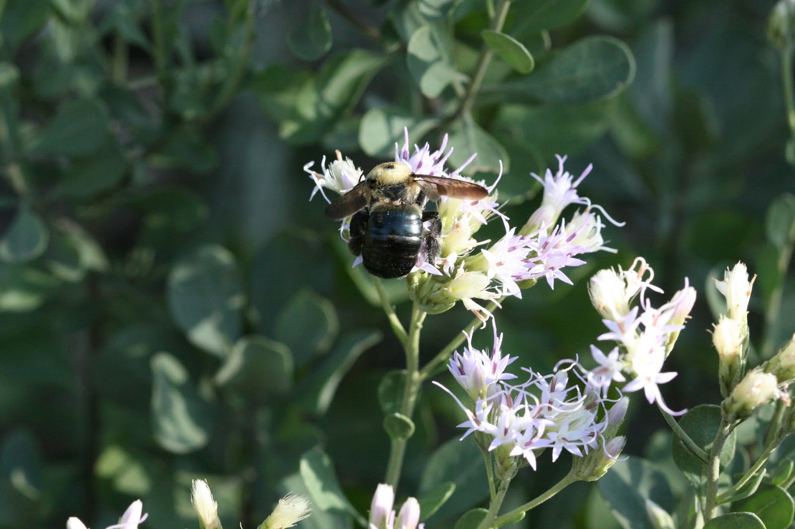 Native Florida Wildflowers: Garberia - Garberia heterophylla