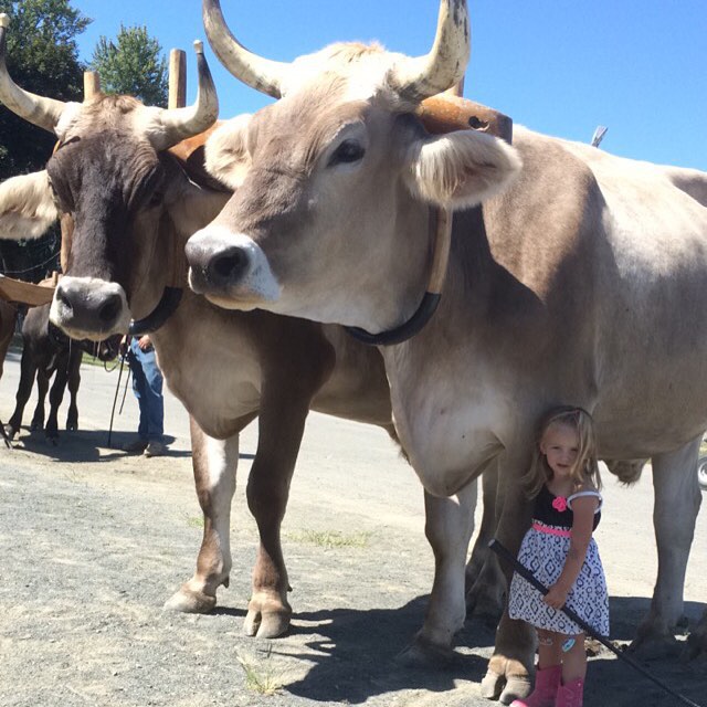 Clay Hill Farm: Meet our Oxen