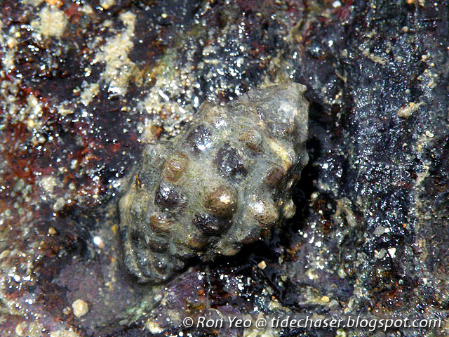 tHE tiDE cHAsER: Murexes, Rock Shells & Drills (Phylum Mollusca: Family ...