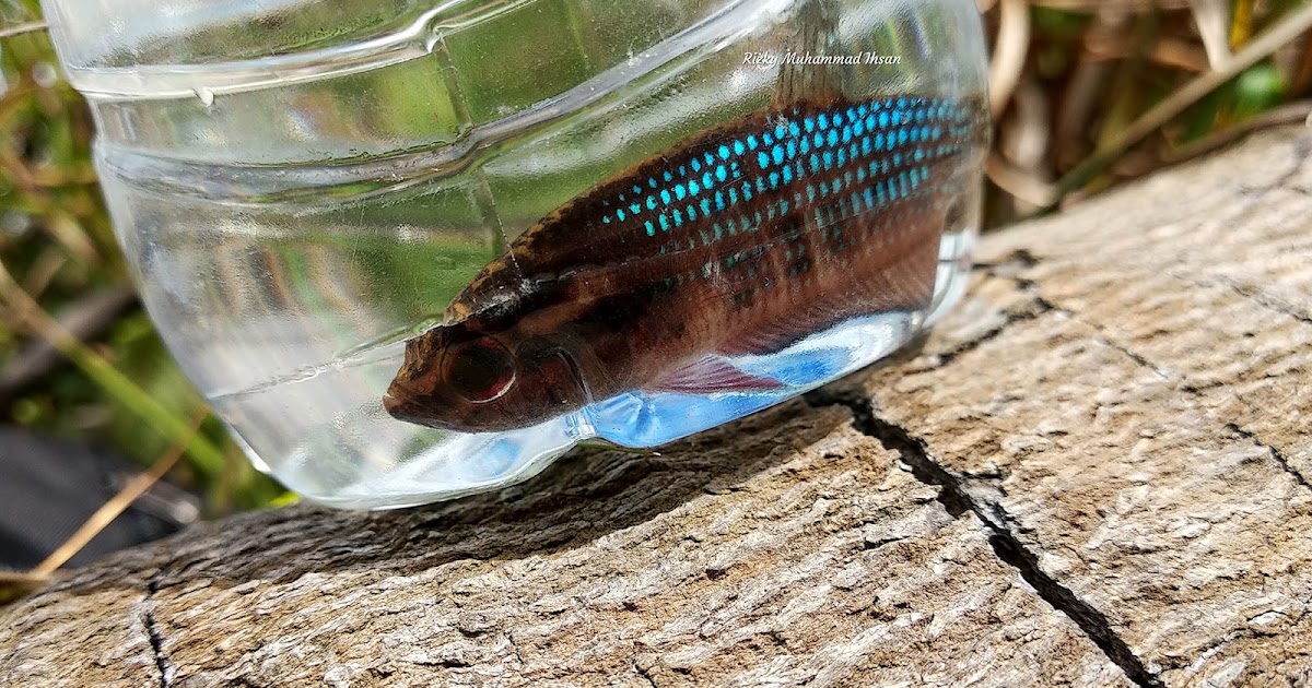 Berita TV Malaysia: Betta balunga wild catch