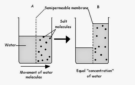 Lab science: L3. OSMOSIS
