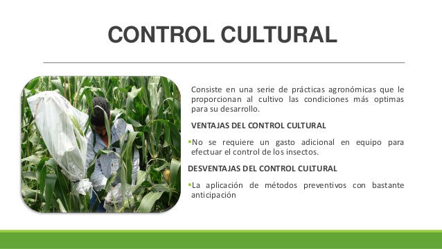 AGRO QUIMIC Z.I: Control cultural DE PLAGAS