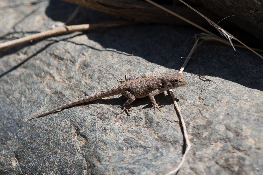 Birds of Saudi Arabia: Rock Semaphore Gecko – Dhahran Al Janub