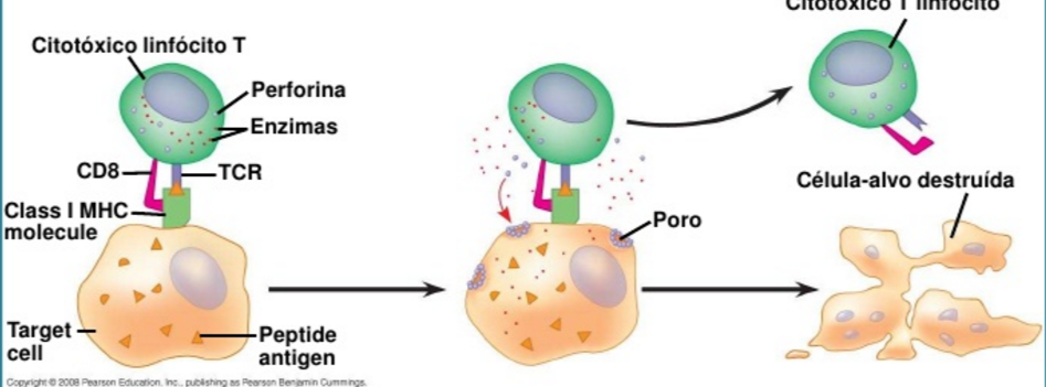 Sala BioQuímica: MHC e linfócitos: combate as células tumorais ...