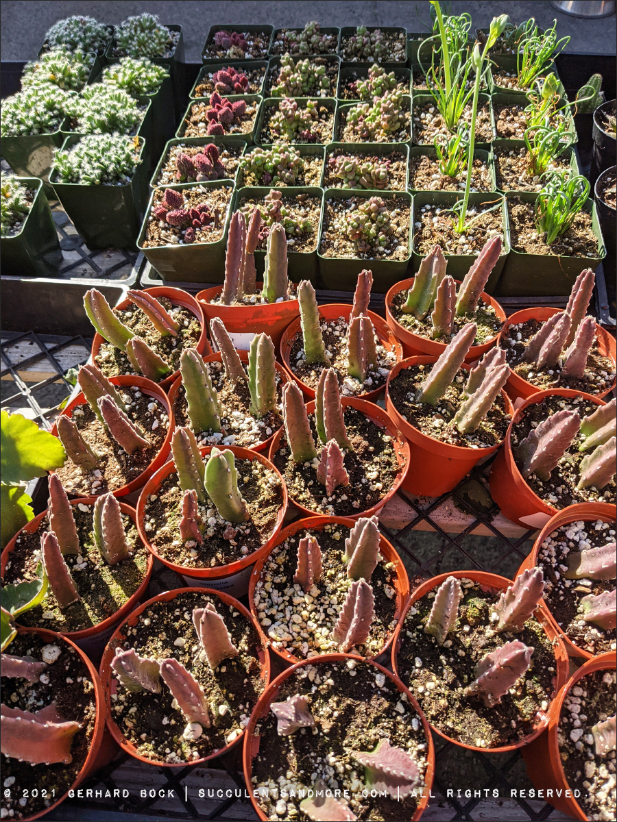 Succulent cornucopia at Plant Depot nursery in San Juan Capistrano