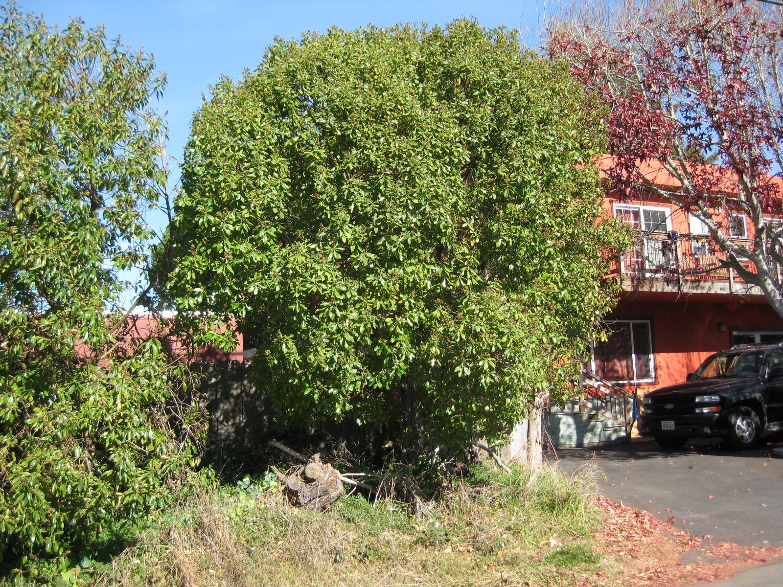 Trees of Santa Cruz County: Myoporum laetum - Myoporum