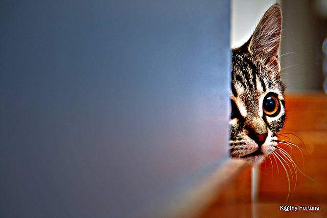 (Questionable) Brain Activity: 25 Pictures of Cats Hiding