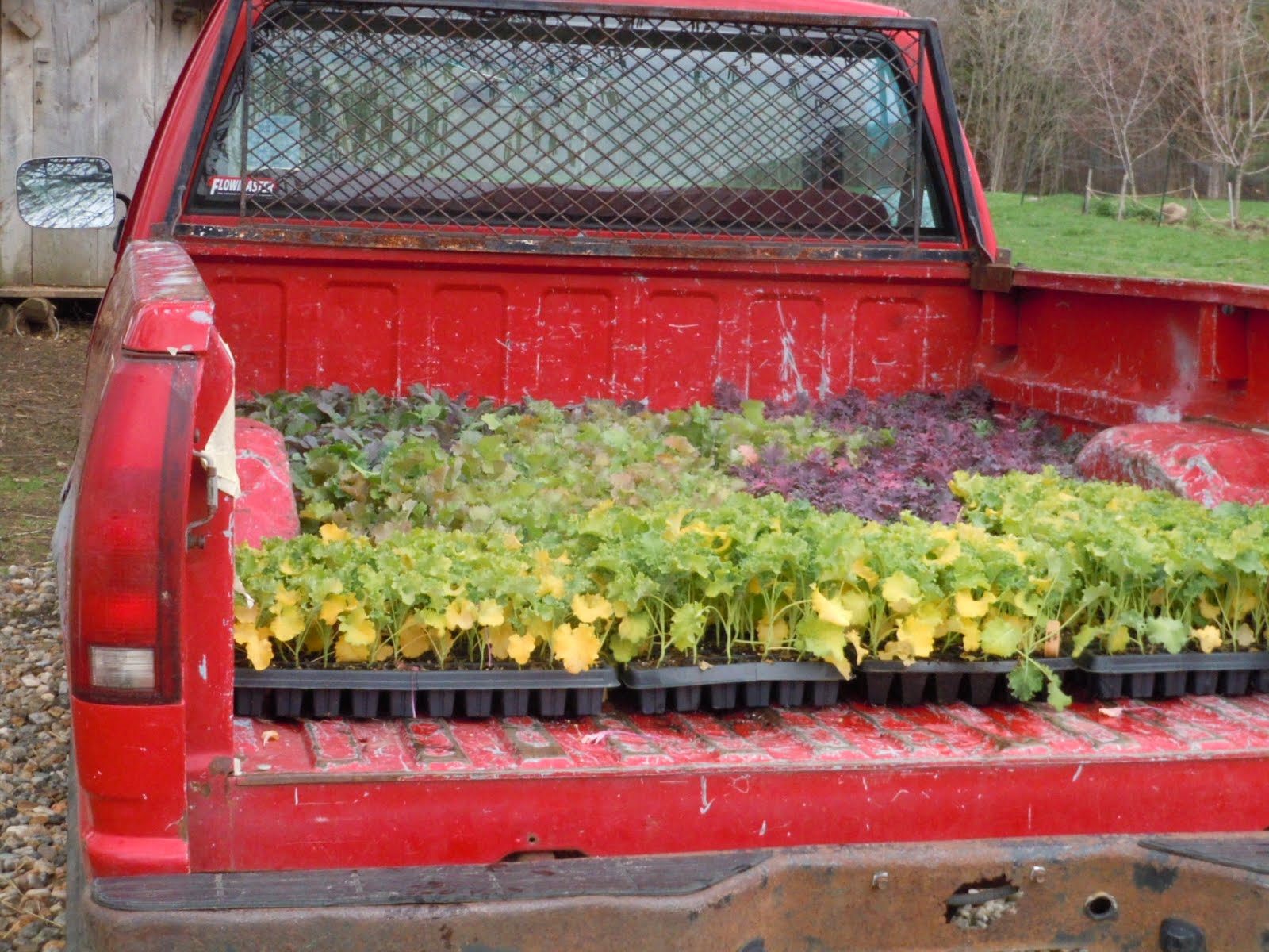 Hay! Ewe! Root for the Farmers!: The First spring planting and the Wood ...