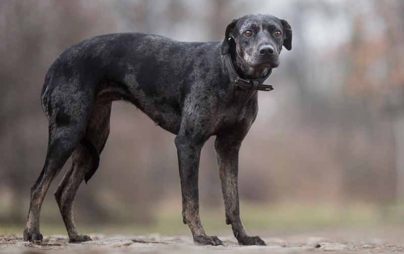 Cynophobia - Understanding the Fear of Dogs: Causes, Symptoms, and ...