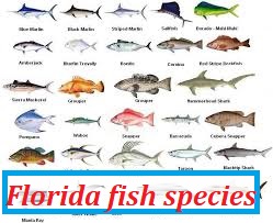 Florida fish species - Flexa fish especially the flowers of mexico