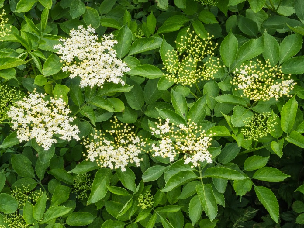 Plantas Medicinais: Sabugueiro ( Sambucus nigra )