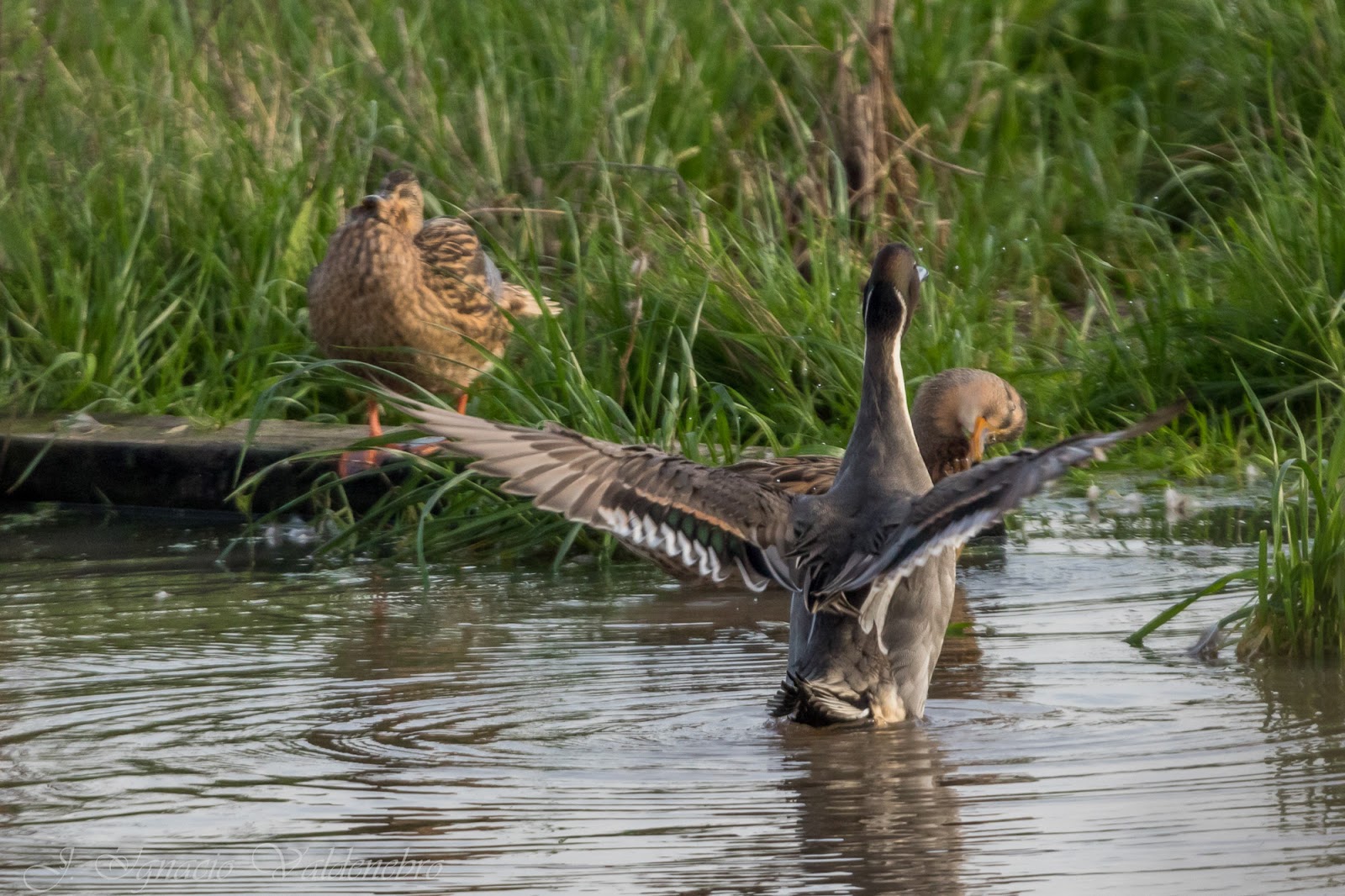 DocNatureBlog: El más elegante y estiloso de los patos europeos. Ánade ...