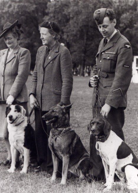 World War II in Pictures: Dogs of World War II
