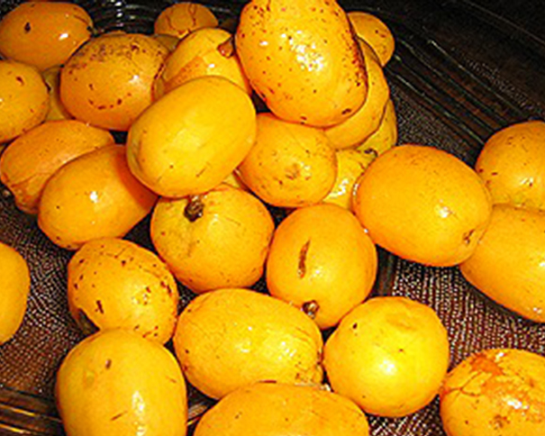 GRUPO GOJEE S.A: Conoce nuestra Materia prima del Yogurt YOGOJOBO