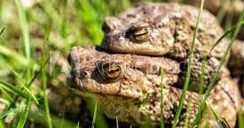 Blog of One: How I Learned About the Facts of Life