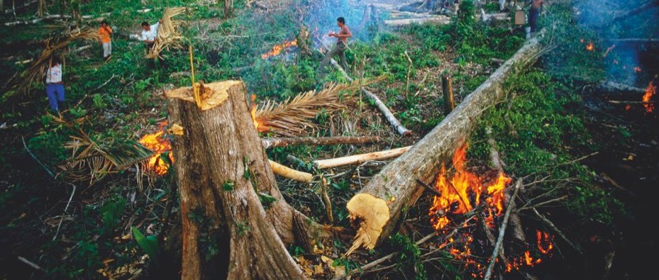 Deforestation - Projects For Students