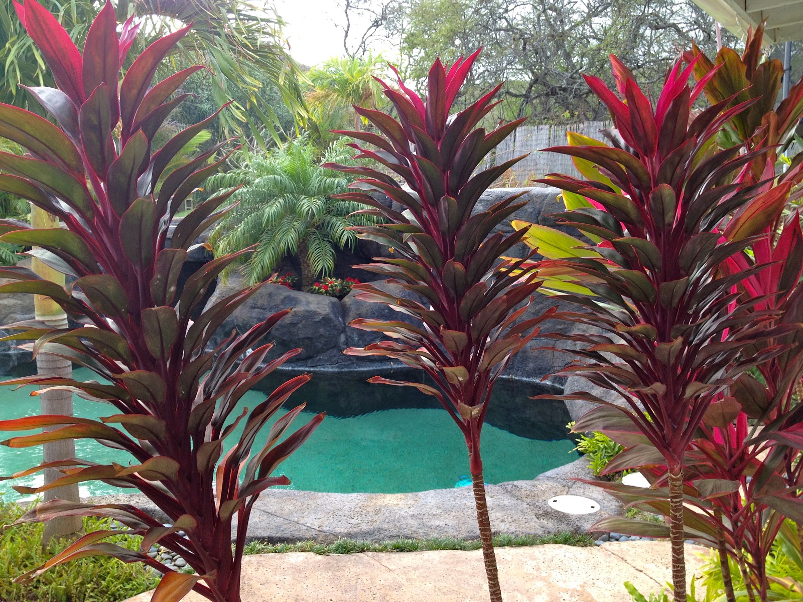 Small Things Bright and Beautiful: Ti Plants