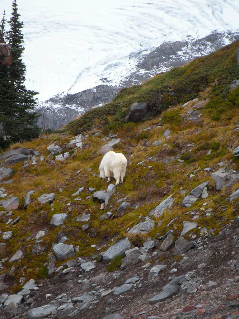 Life is a mountain.: Mountain goat at Panorama Point, Mt. Rainier, WA