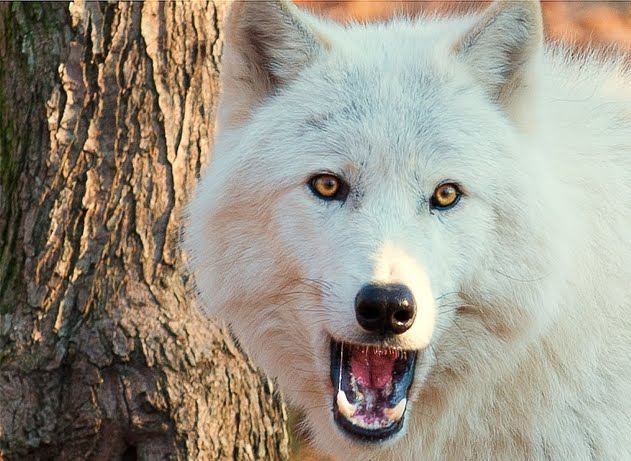 White Wolf : Happy New Year 2013