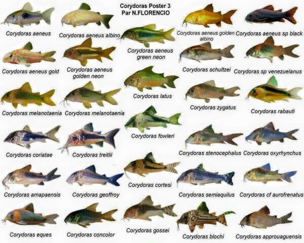 Perawatan Corydoras Yang Mudah