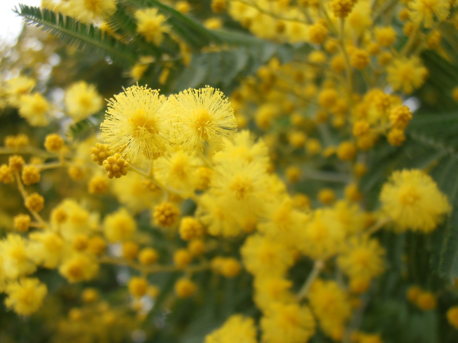 MIMOSA: Acacia dealbata | Plantas rioMoros
