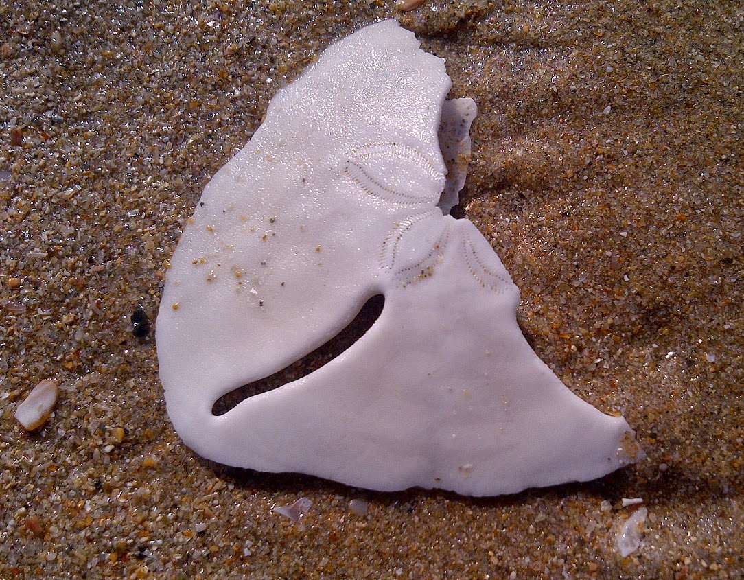 XTRA FACTOR BRANDS: Africa's Leading Beach Destination