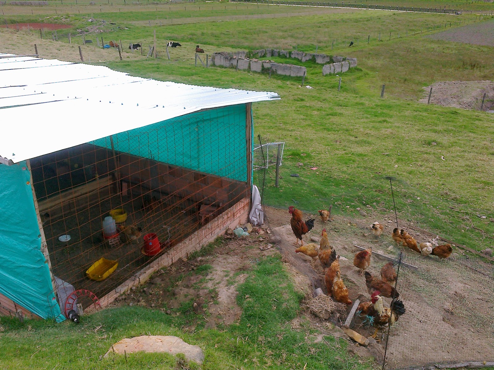 POLLO CAMPESINO AUTOCTONO ANDINO: FOTO GALERIA