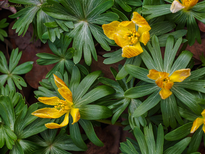 Chwile zaChwycone: Rannik zimowy (Eranthis hyemalis)