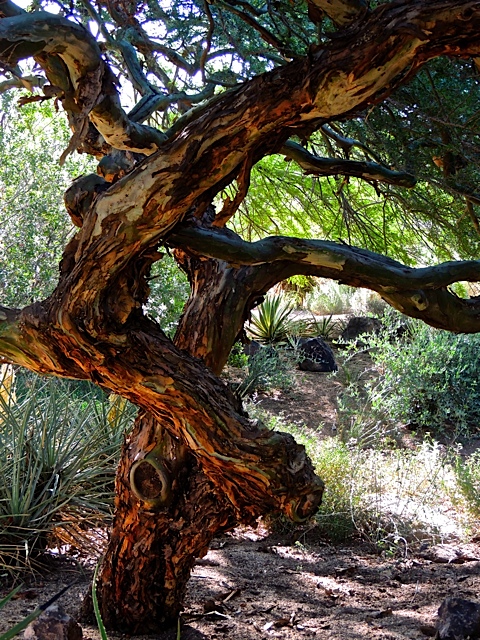 Phoenix Daily Photo: Gnarled Tree