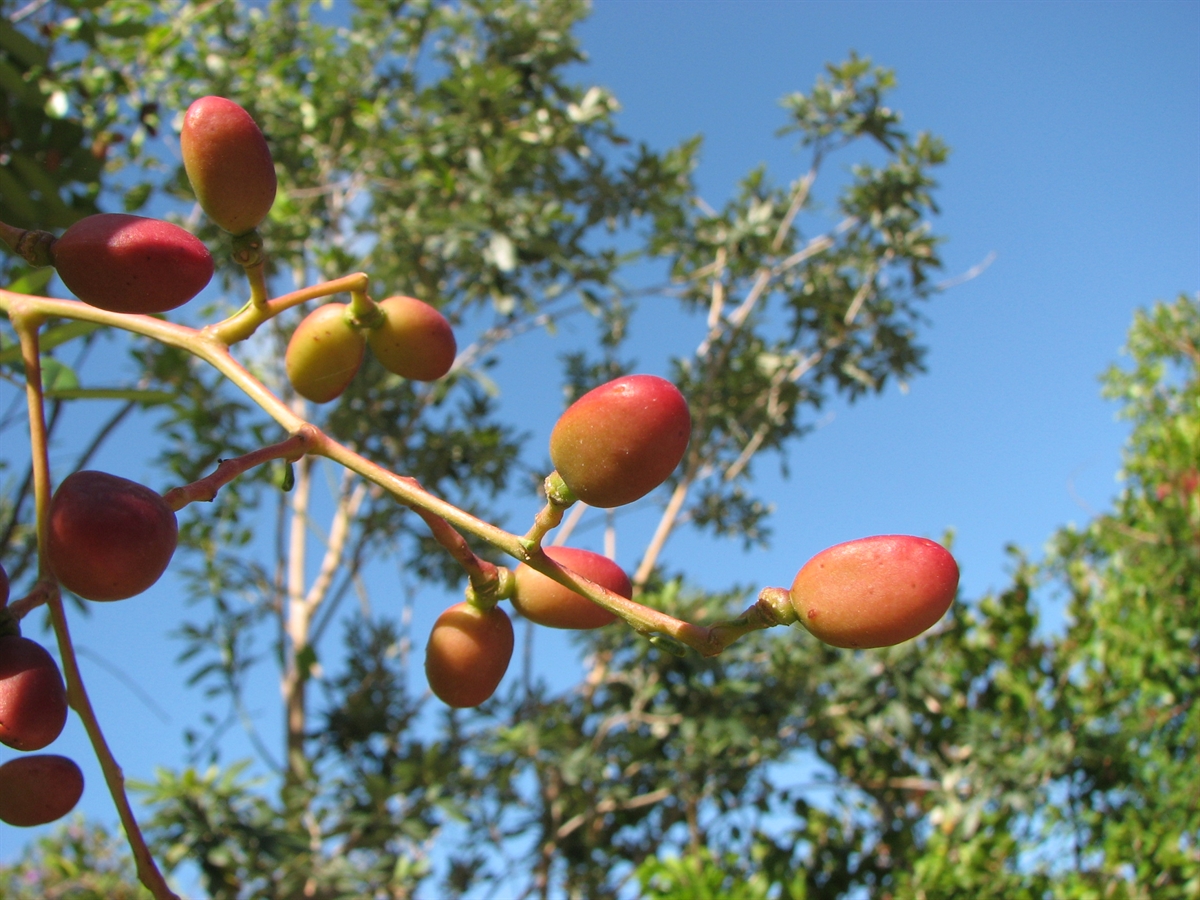 shiatoshi: Simarouba Glauca , Lakshmitaru , Paradise Tree