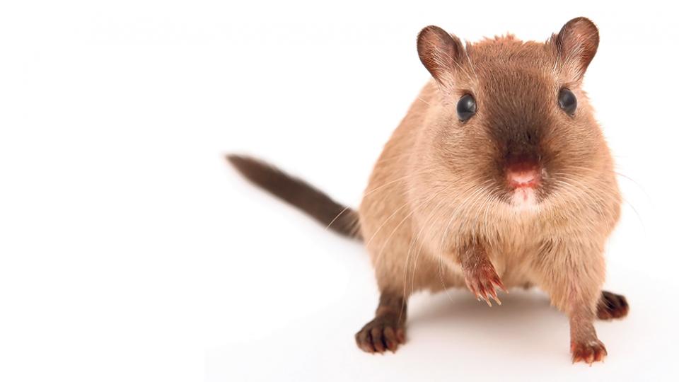 Mirando hacia adentro: La rata le ganó a larreta, por Gisela Marziotta ...