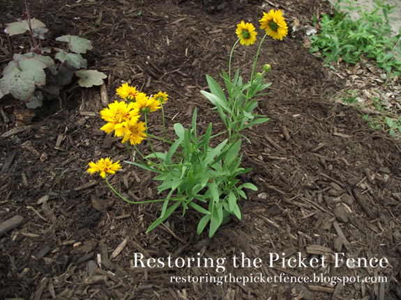 Restoring the Picket Fence: Restoring the garden