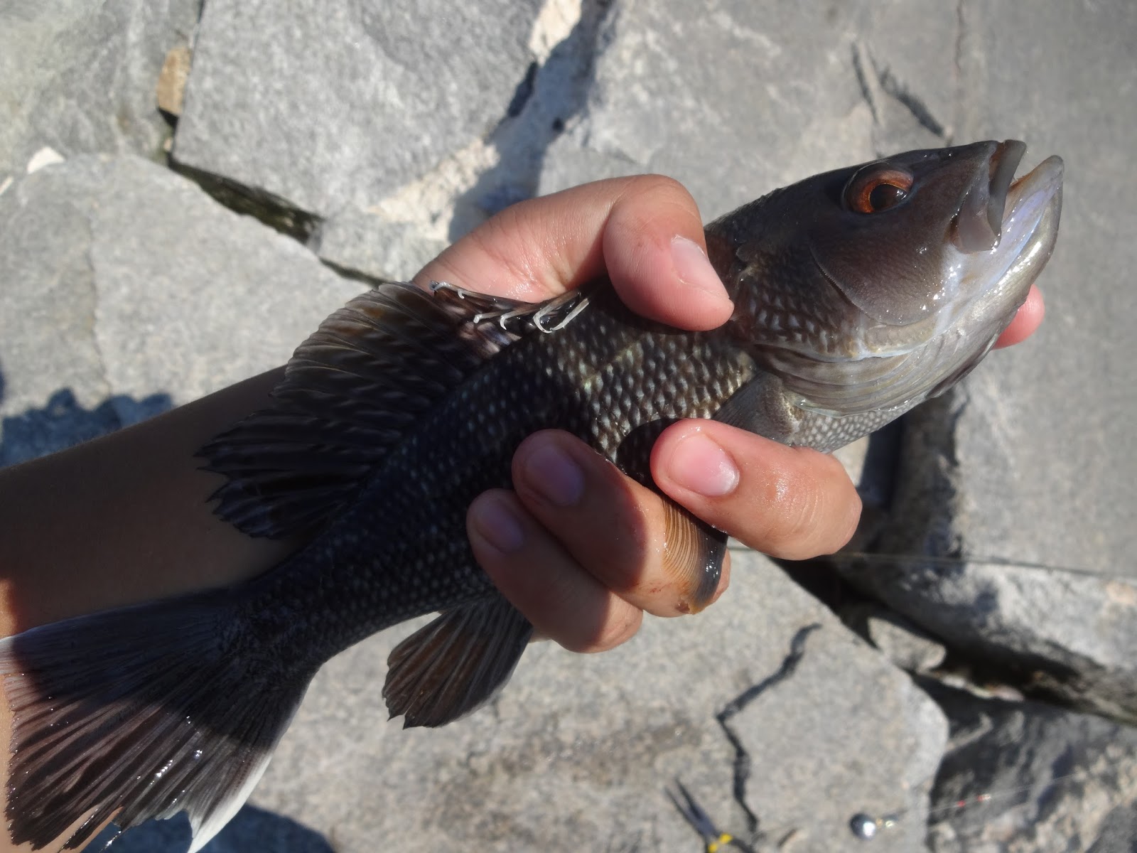 Extreme Philly Fishing: June Fishing Sessions: 06/30 - Fishing the ...