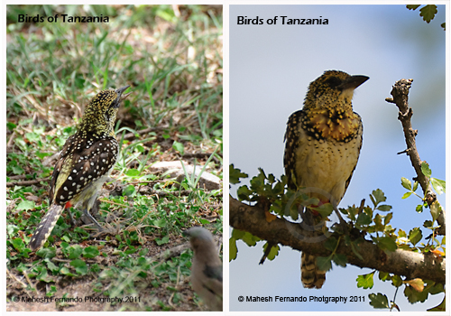 Wildlife and Nature Photo Gallery: Birds