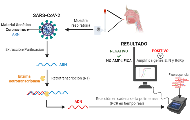 Nataly Ontaneda: RT- PCR EN EL COVID-19