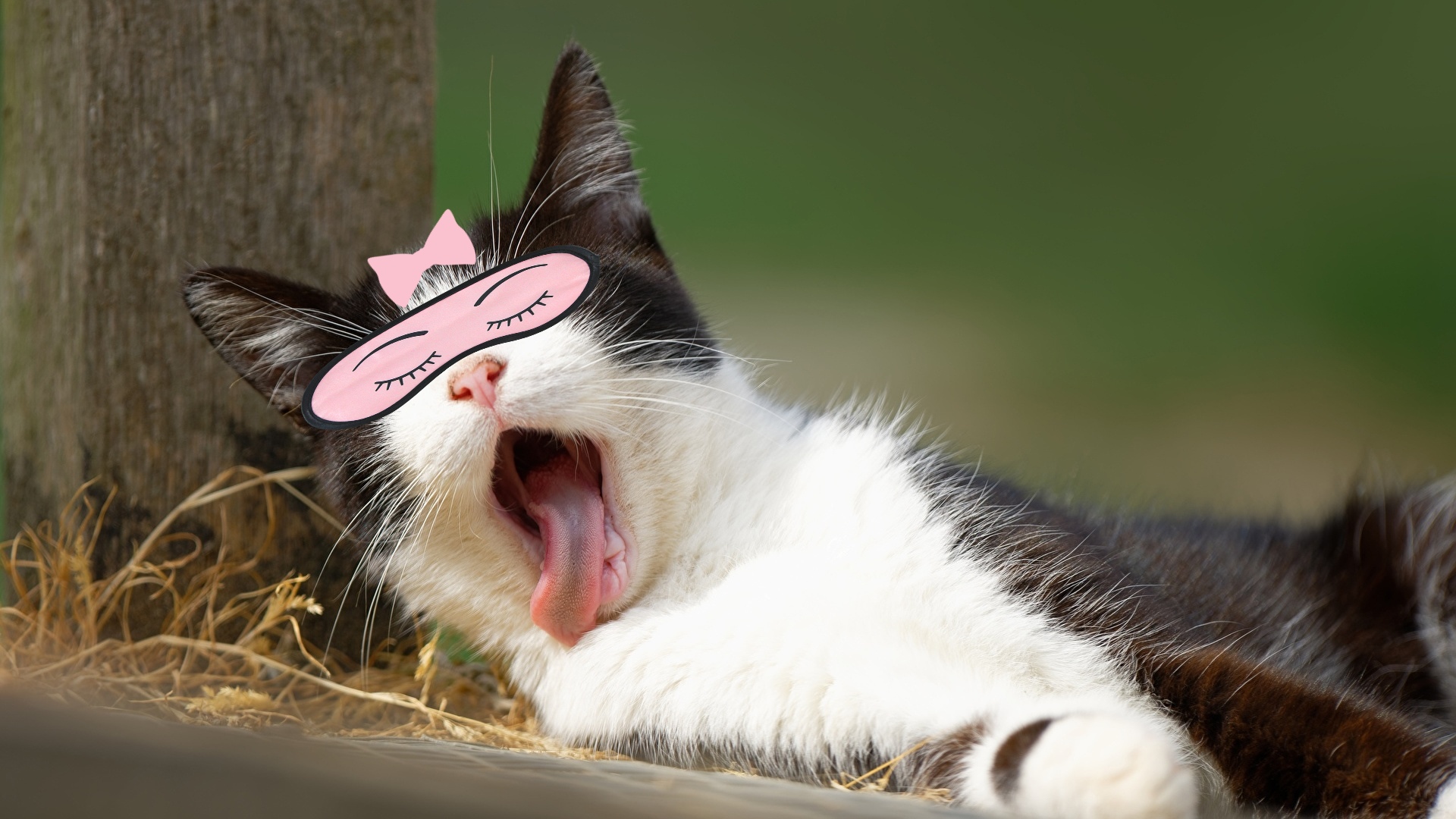 ANIMALS TIME : Cute Cat edited time (hora del gato editado tierno ...