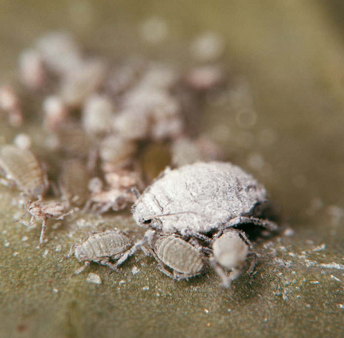 Vivero Tamurahual: Plagas y Enfermedades II