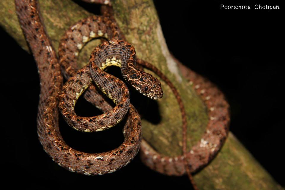 Species New to Science: [Herpetology • 2020] Phylogenetic Relationships ...