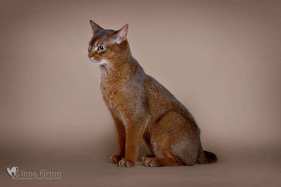 Abisinijos ir Bengalų kačių veislynas "RULANA": Abisinijos katės
