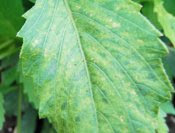 My Broken Garden: Mottled Dahlia Leaf?